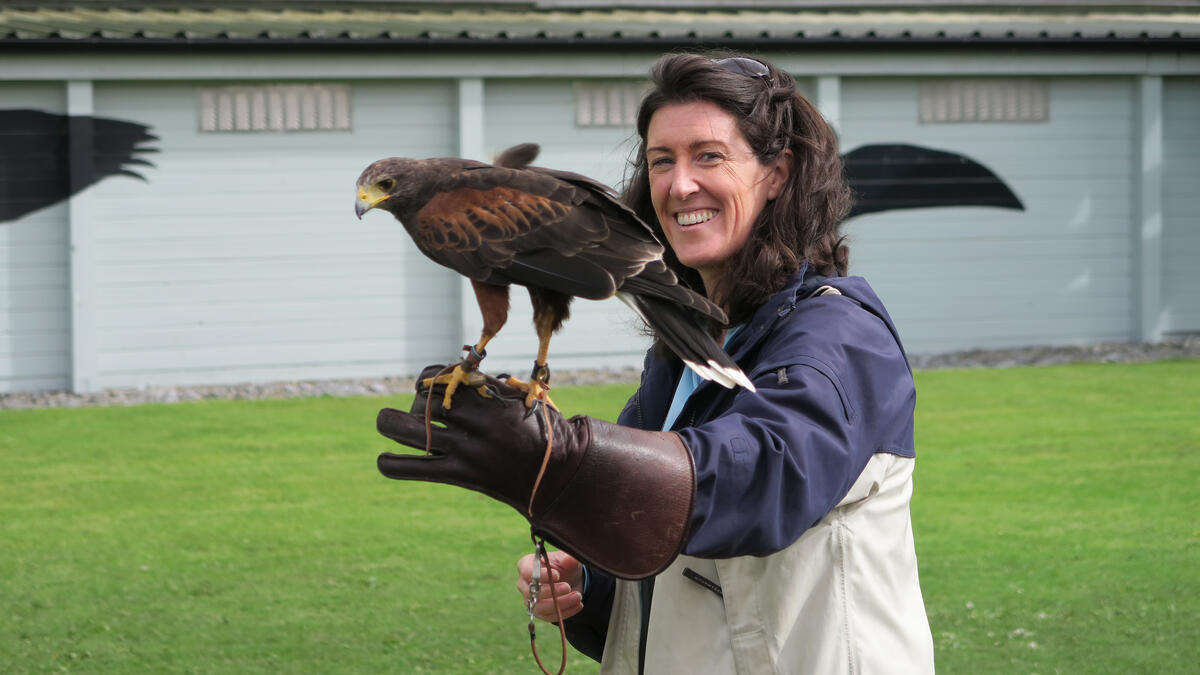 From Dublin: Bird of Prey, Aillwee Cave & Cliffs of Moher (Winter ...